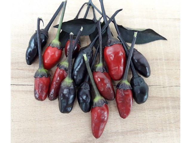 Royal Black - Chili pepper 20 semenki