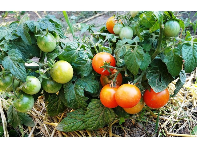 Crveni balkonski (saksijski) paradajz, 15 semena