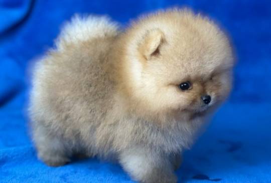 Pomeranac Boo - mini