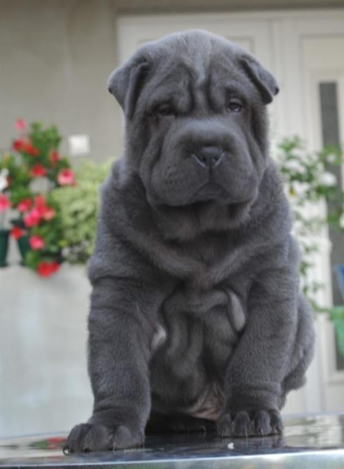 Shar pei - šar pej štenci