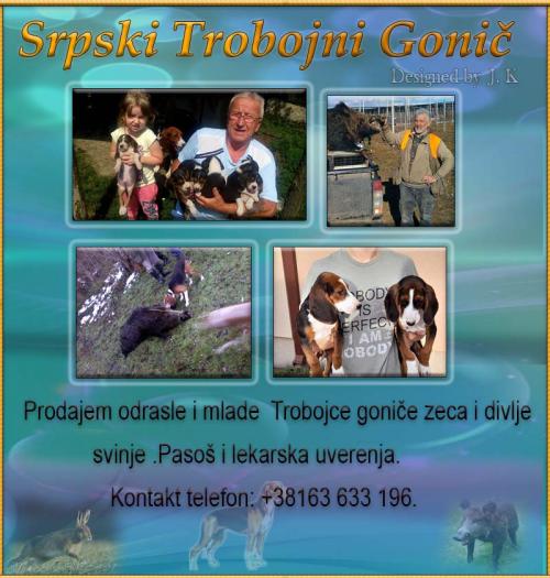 Srpski Trobojni Gonič