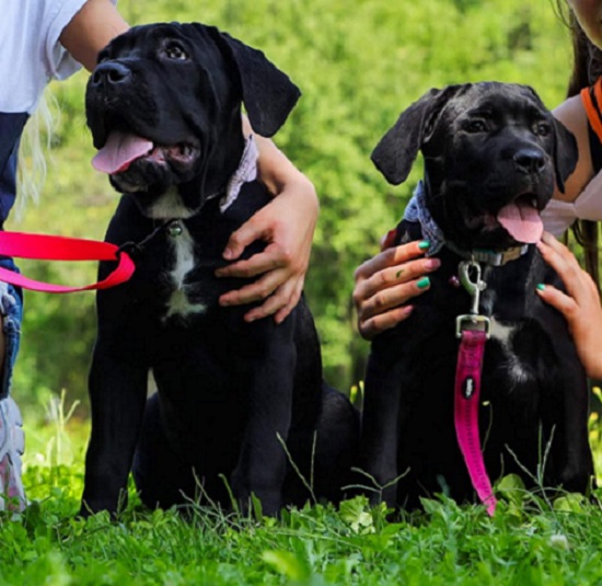 Cane Corso čistokrvni štenci