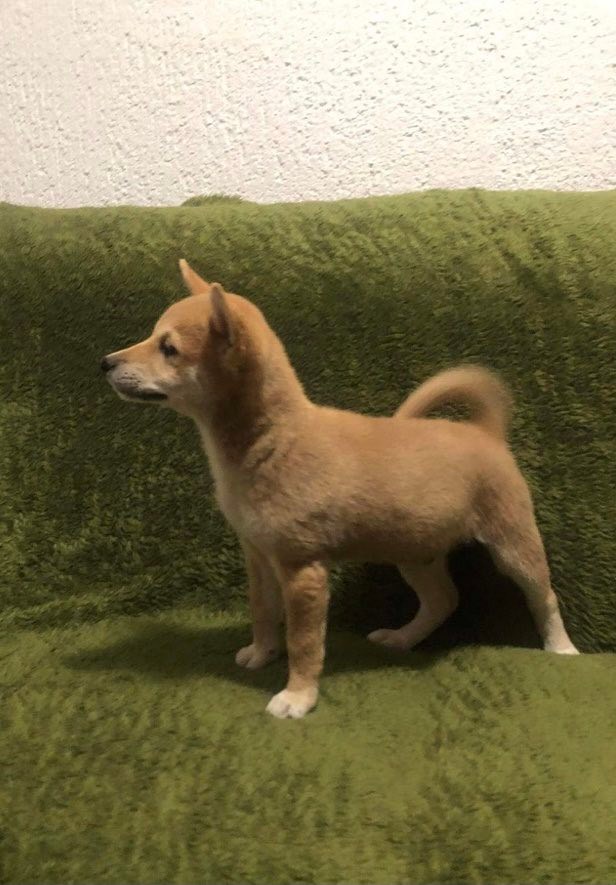 Shiba inu štenci