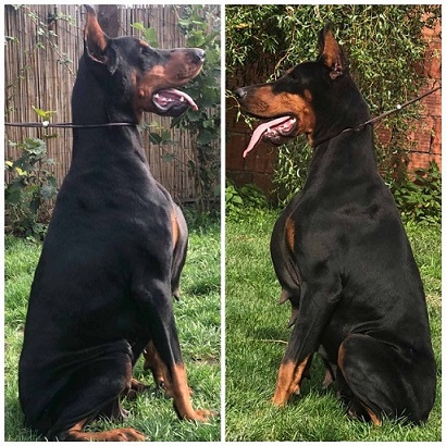 Doberman ( ženka pred teranjem