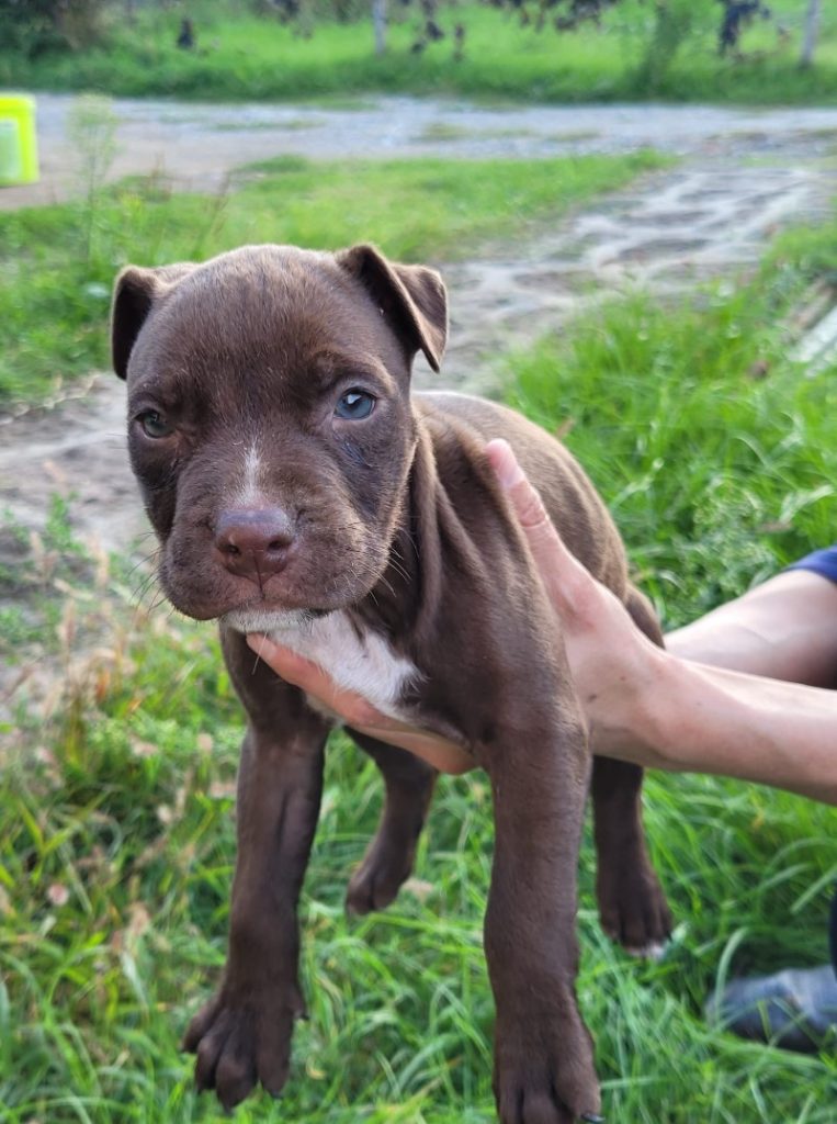 American PitBull Terrier Blue Nose na prodaju