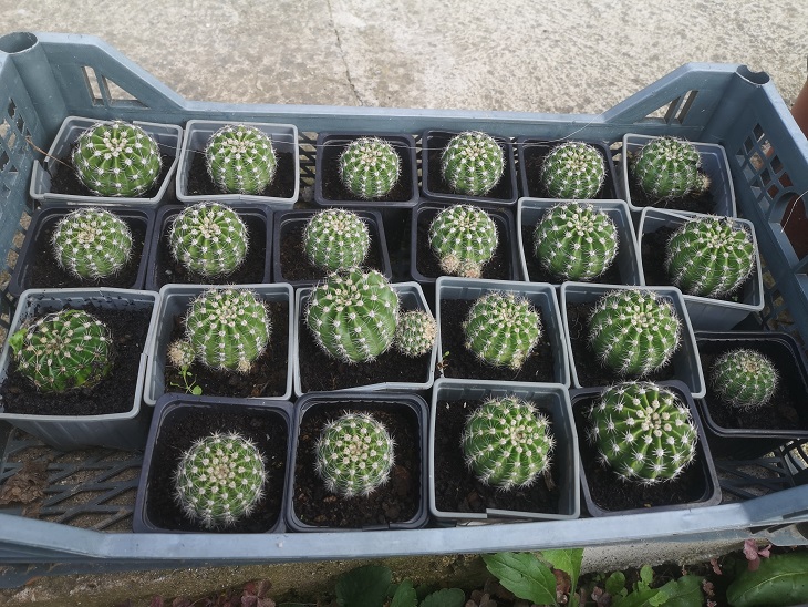 Kaktus “ Echinopsis eyriesii „