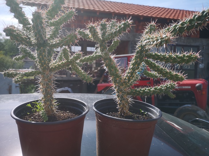 Zimootporni Kaktus “ Cylindropuntia imbricata „
