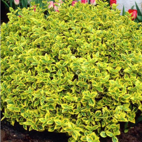 Euonymus for. 'Emerald Gold' • P15 • 20/30 cm