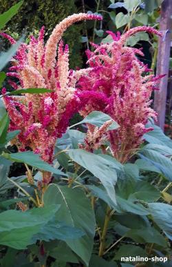 Amaranth (Alegria)