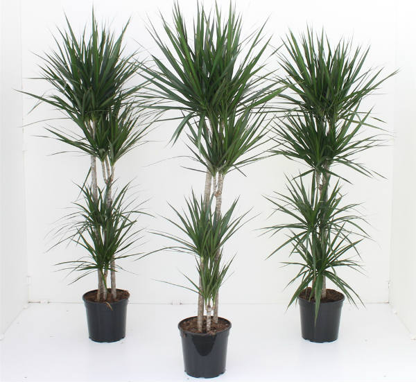 Dracena velika