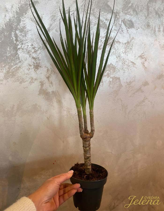 Dracena