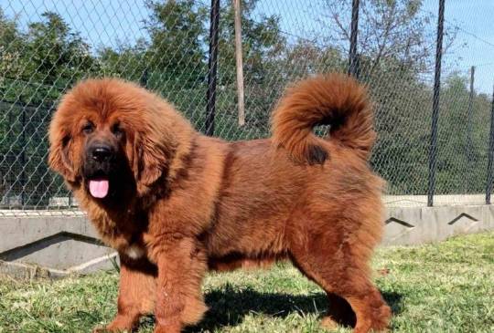 Tibetski mastiff