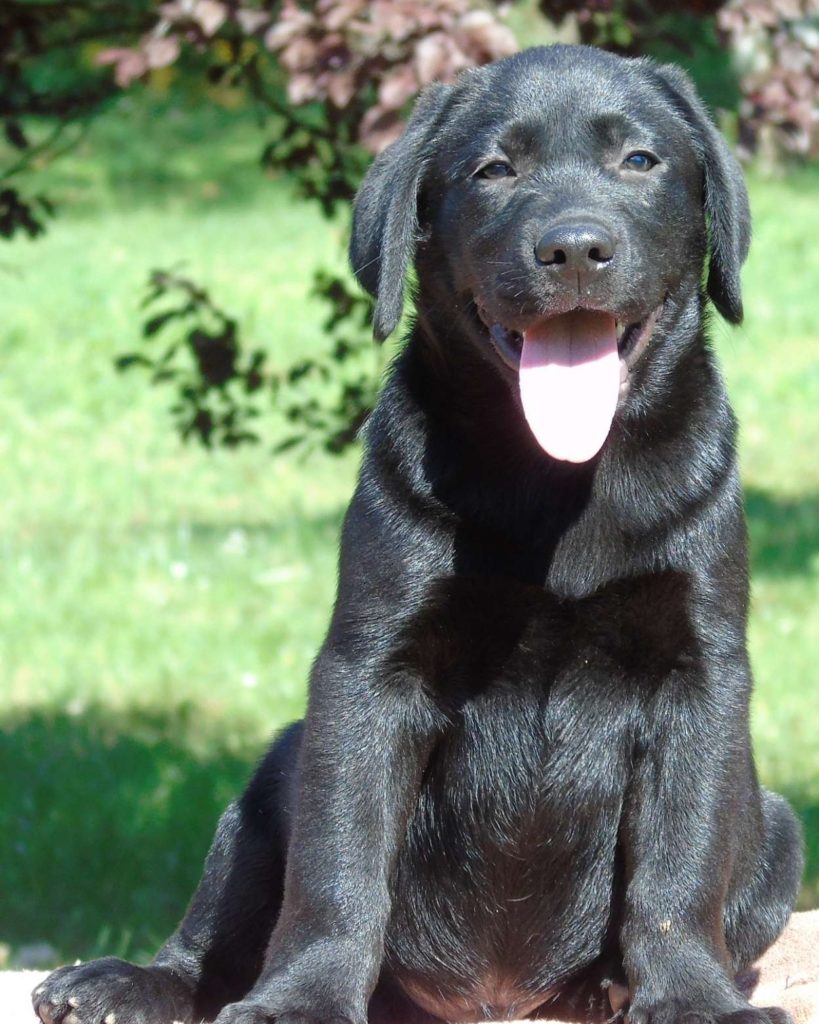 Prodaja stenaca labradora