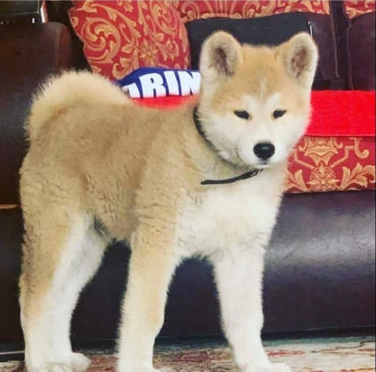 Japanska AKITA INU