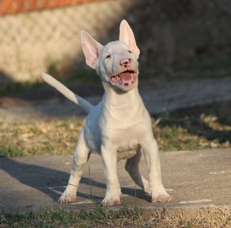 Mini Bull Terijer