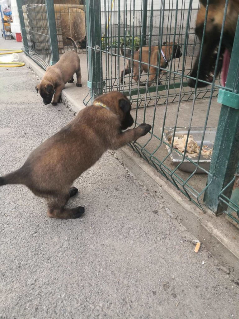 Belgijski Ovčar Malinoa štenci