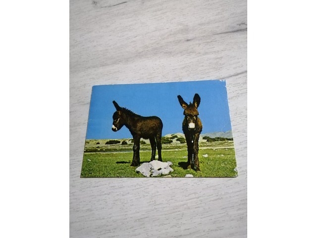 Razglednica - Dva mala magarca