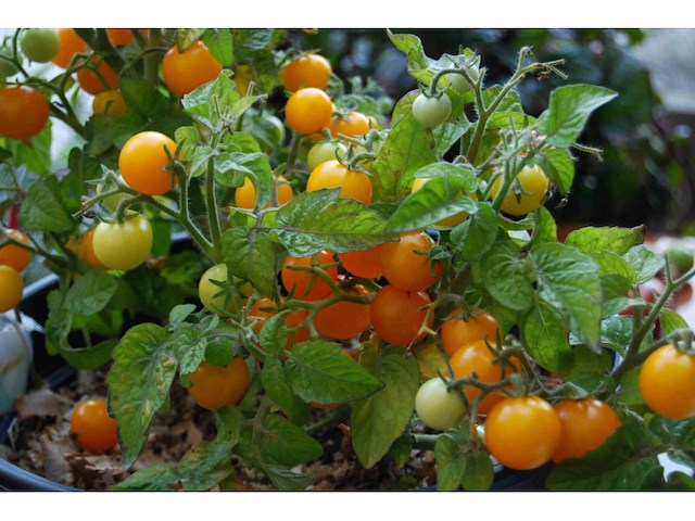Balkonski paradajz `Venus`, 10 semena