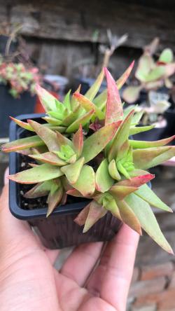 Crassula Red pagoda