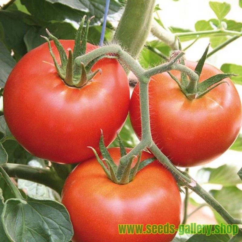 1500 semena cuvenog paradajza HEINZ 1370