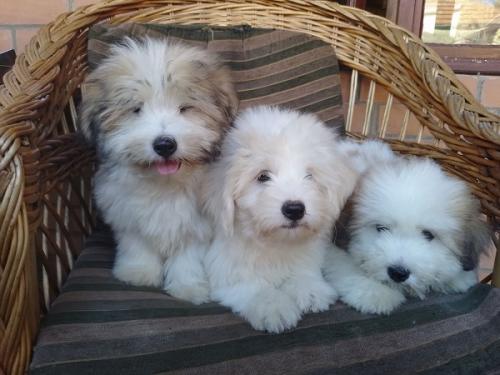 Štenci COTON DE TULEAR