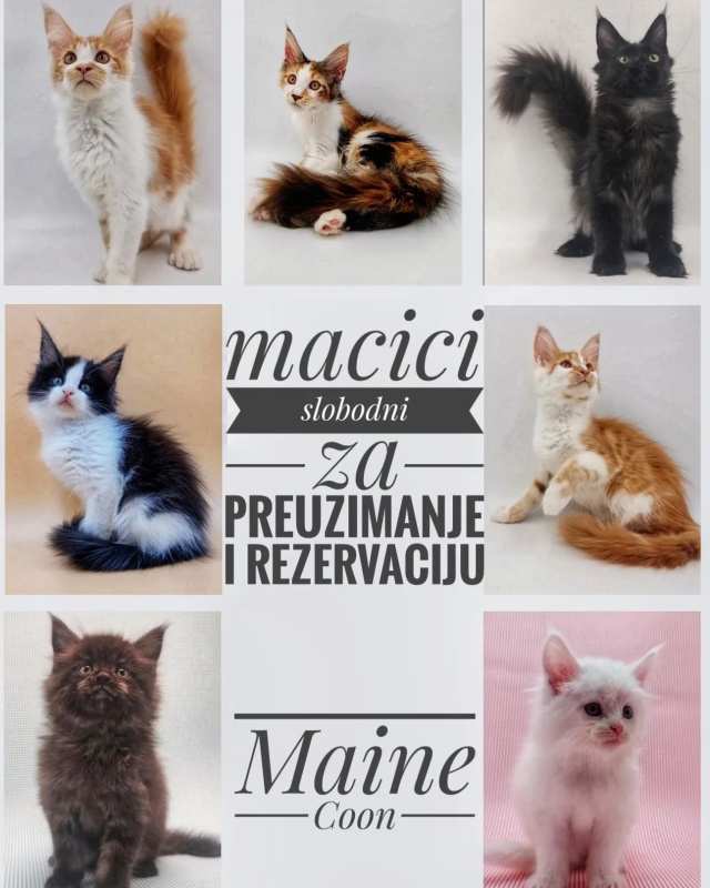 Maine Coon macici spremni za preuzimanje i rezervaciju!