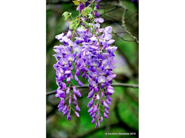 Plava kiša - Wisteria sinensis 1 GOD.