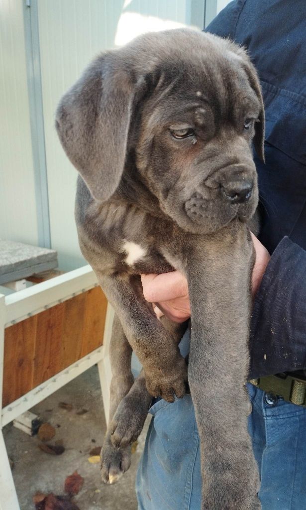 Cane Corso štenci