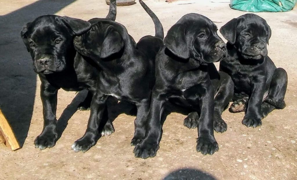 Cane Corso štenci