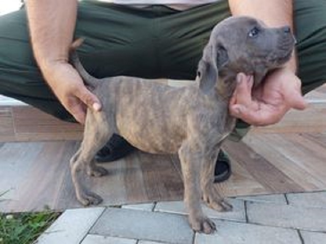 Cane Corso na prodaju