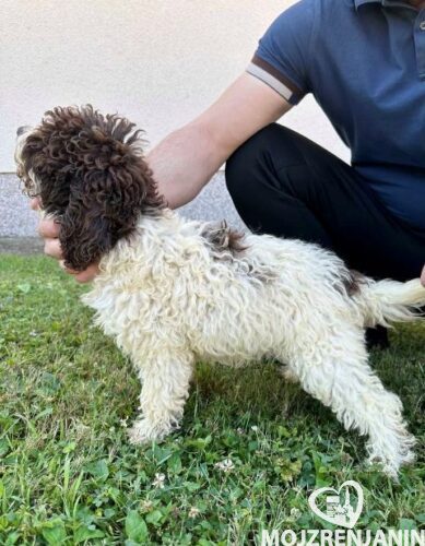 Lagotto Romagnolo štenci