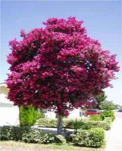 Lagerstroemia indica - Kineski jorgovan (seme)