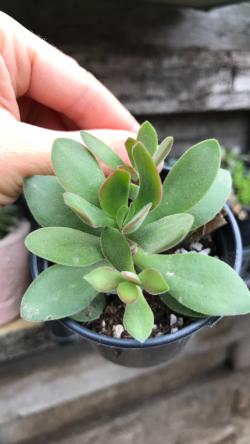 Crassula Dejecta