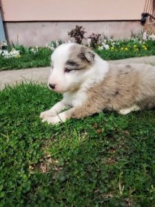 Na prodaju stenci Border collie