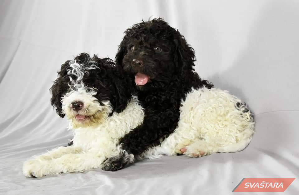 Lagotto Romagnolo štenci