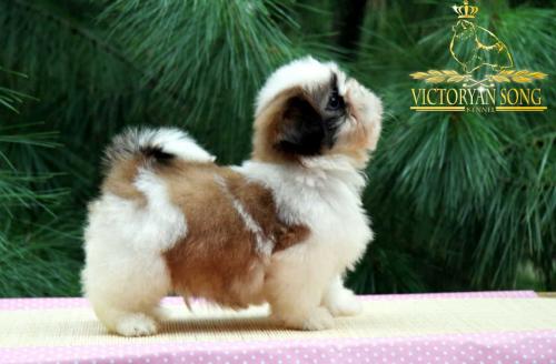 SHIH TZU kvalitetni stenci