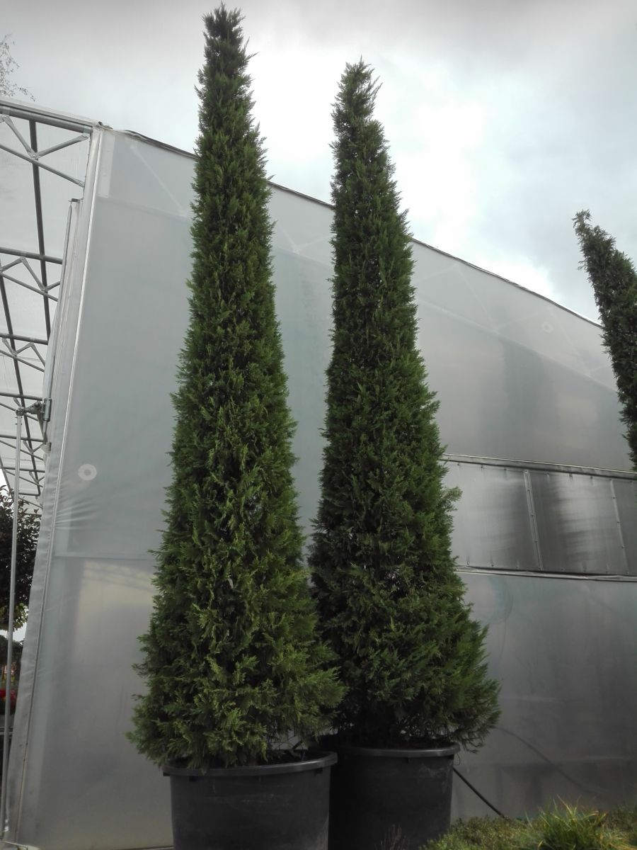 Cupressocyparis leylandii H600