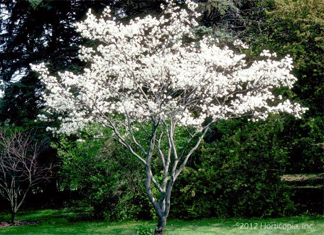 Amelanchier