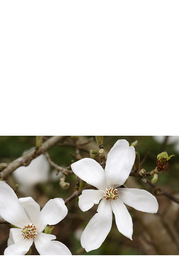 Japanska magnolija