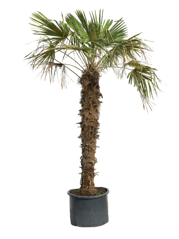 Visoka palma žumara
