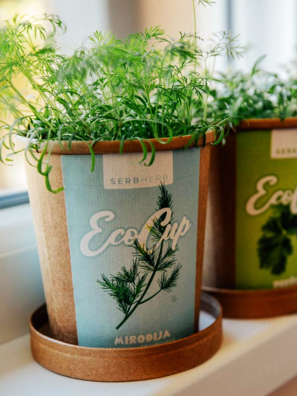 Eco Cup – Seme u čaši