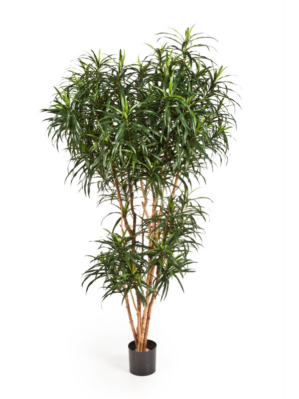 Veštačka dracena ‘Anita’