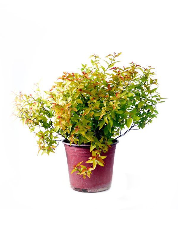 Spirea ‘Golden Princess’