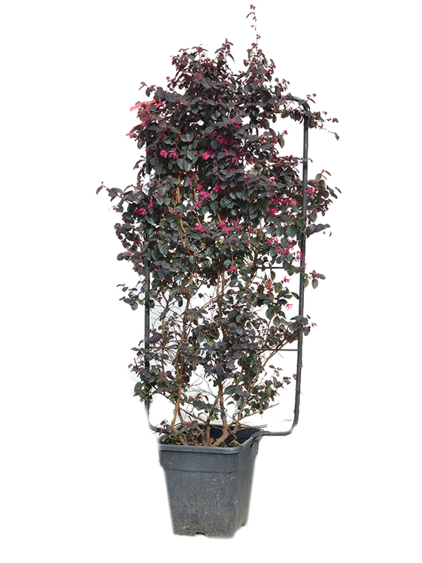 Kineske rese / Loropetalum