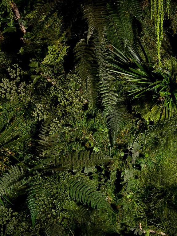 Zeleni zid od stabilizovanih biljaka – džungla