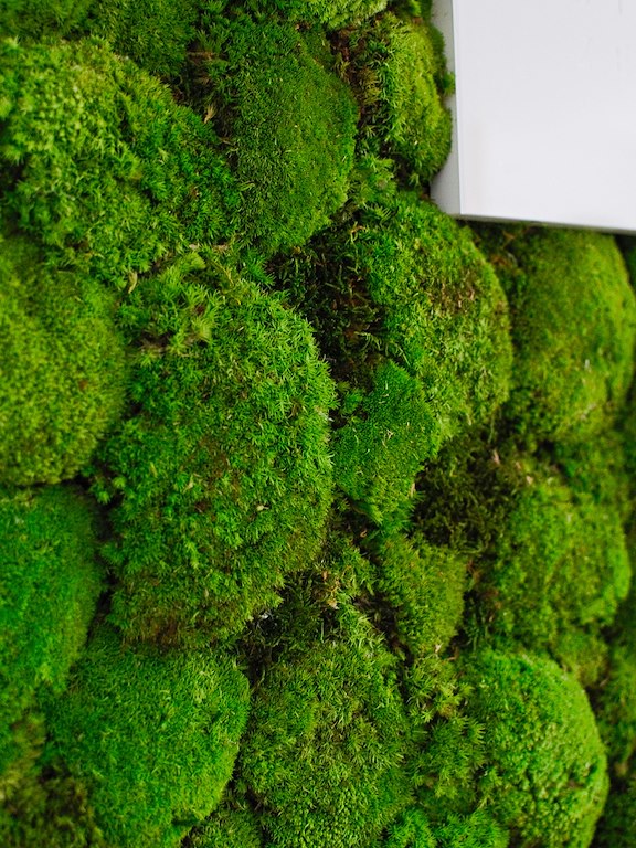 Zeleni zid od stabilizovanih biljaka – loptasta mahovina
