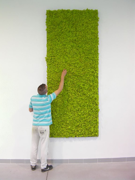 Zeleni zid od stabilizovanih biljaka – mahovina/lišaji