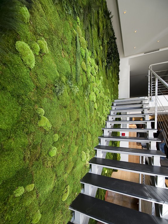 Zeleni zid od stabilizovanih biljaka – obična/loptasta mahovina