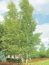 žalosna breza-sadnice 25cm