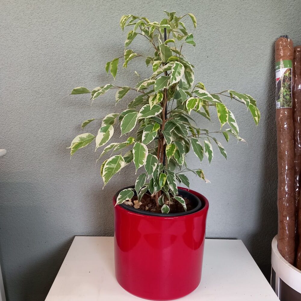 Ficus benjamin Twilight 70 cm